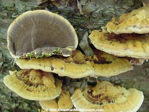 AmericanMushrooms.com: Inonotus sp.